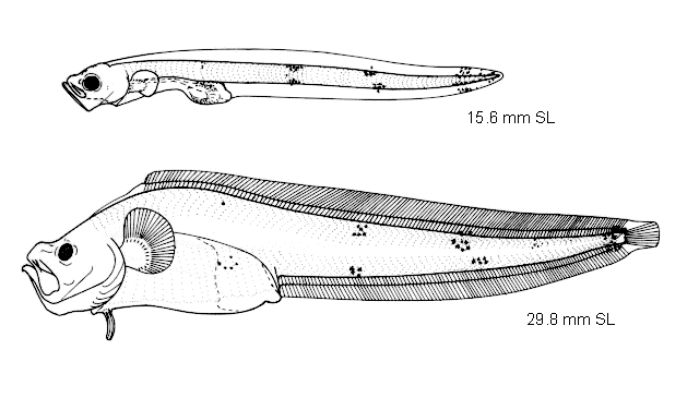 Spectrunculus grandis (Günther, 1877)